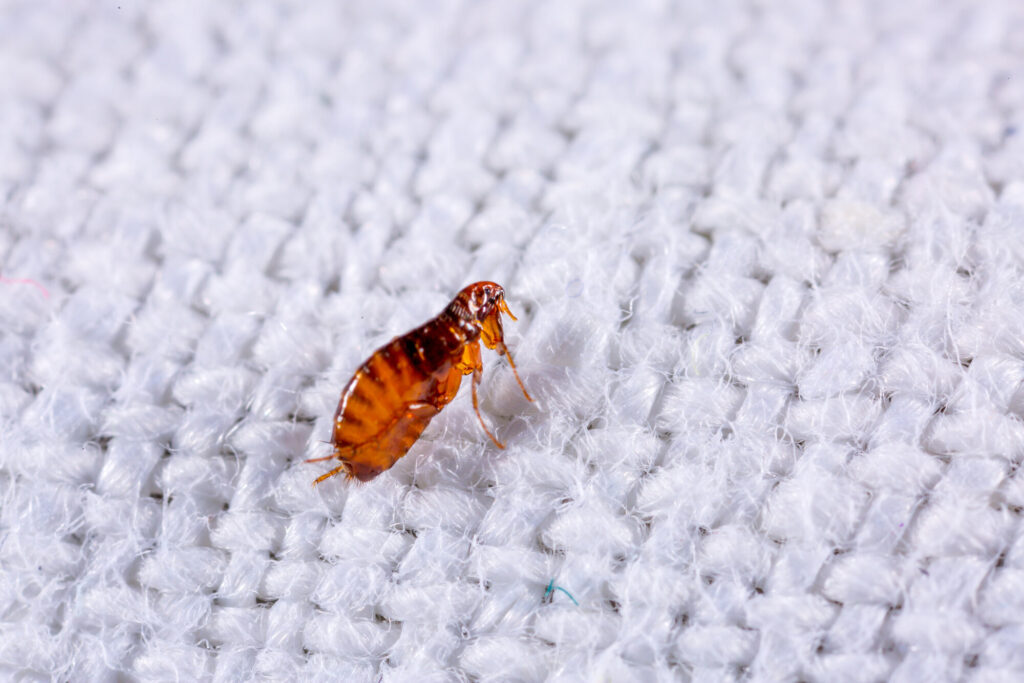 Flea Control – Quality Pest Control You Can Trust In Hollywood, Fl ...